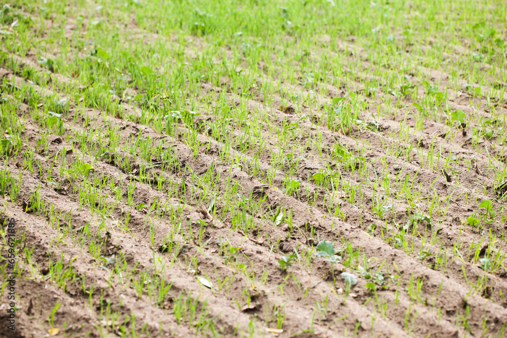 Sprout cereal field. Autumn seeding. Fall seeded. Food industry. Food ...