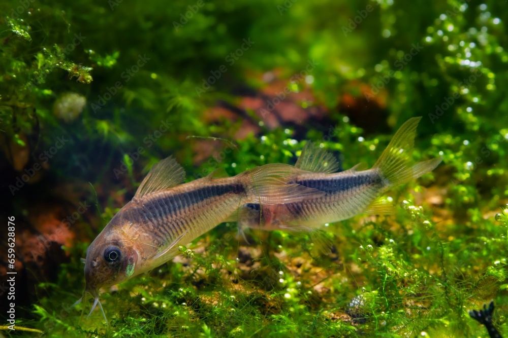 rust corydoras pair explore Java moss on aquarium bottom, South America ...