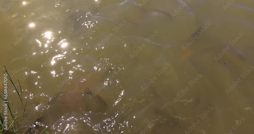 different types of fish in dirty swamp water during feeding, a large ...