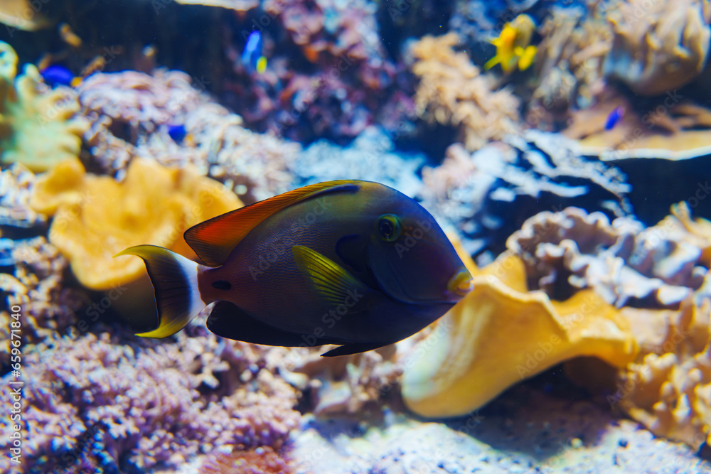 The blue surgeon is a species of marine ray-finned fish in the surgical ...