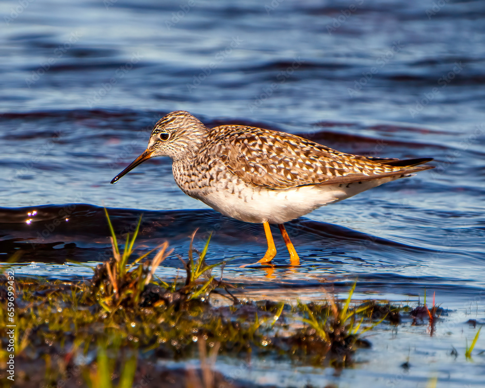 Common Sandpiper Photo and Image. Close-up side view foraging for food ...