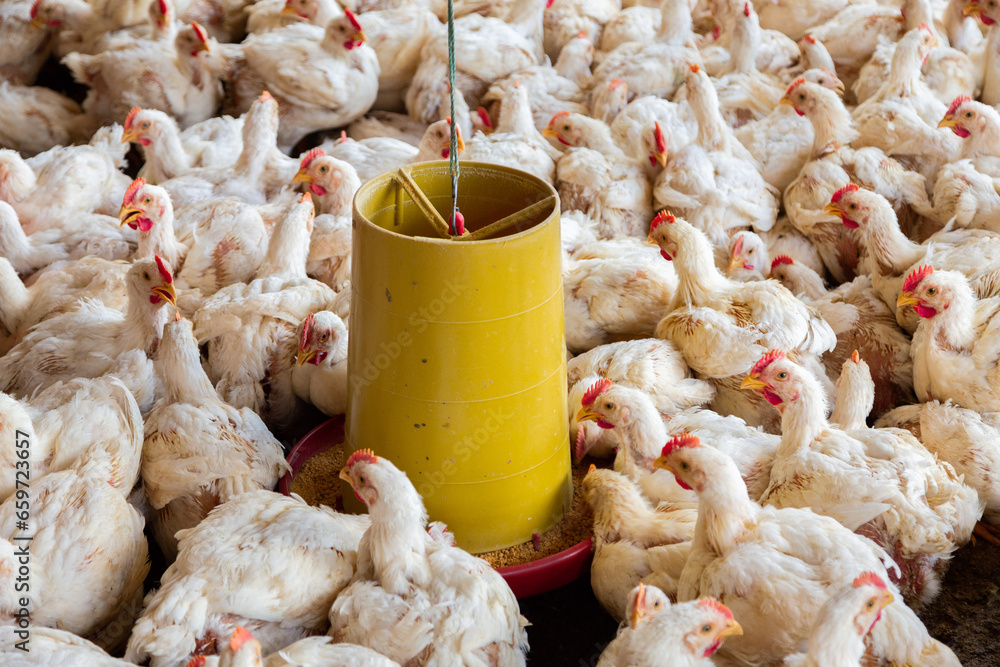 Alimentación de pollos en granjas de engorde. Stock Photo | Adobe Stock