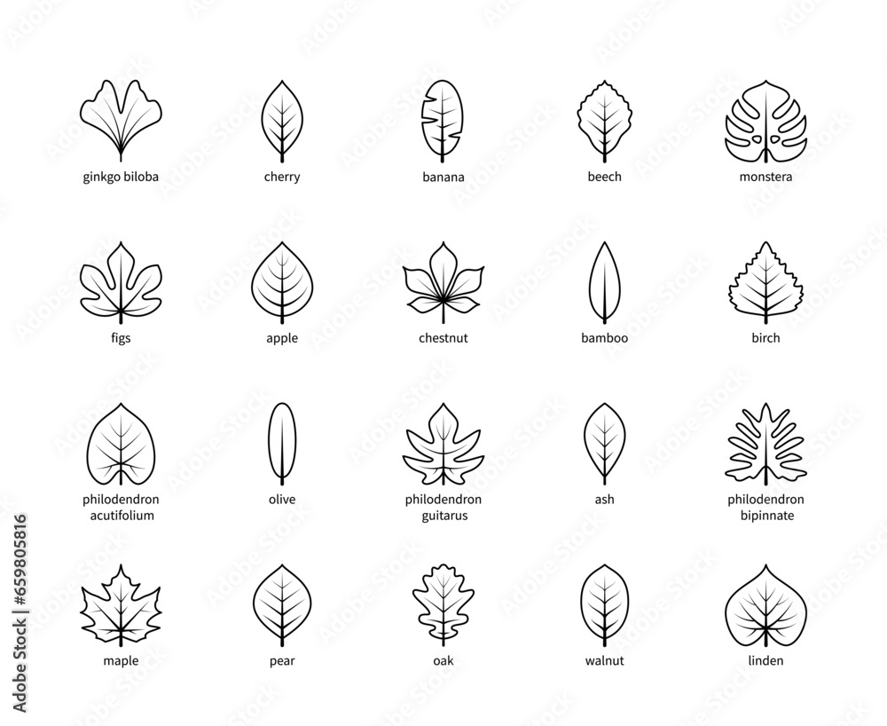 Leaf linear thin vector icons. Isolated outline of leaves ginkgo biloba ...