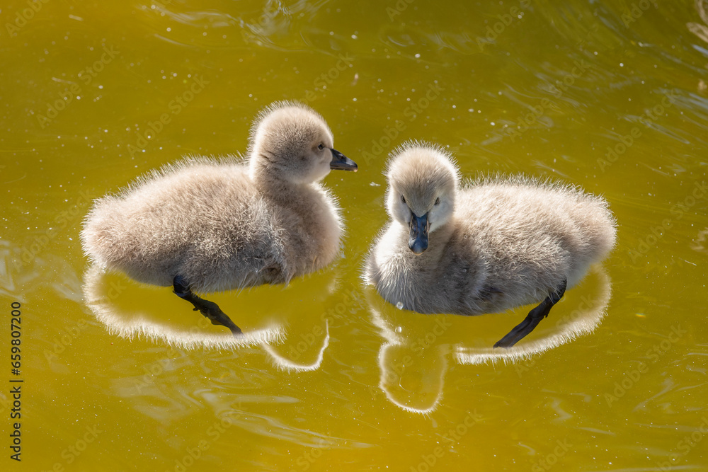 Adorable baby black swan a.k.a. Black Cygnus siblings swimming in the ...