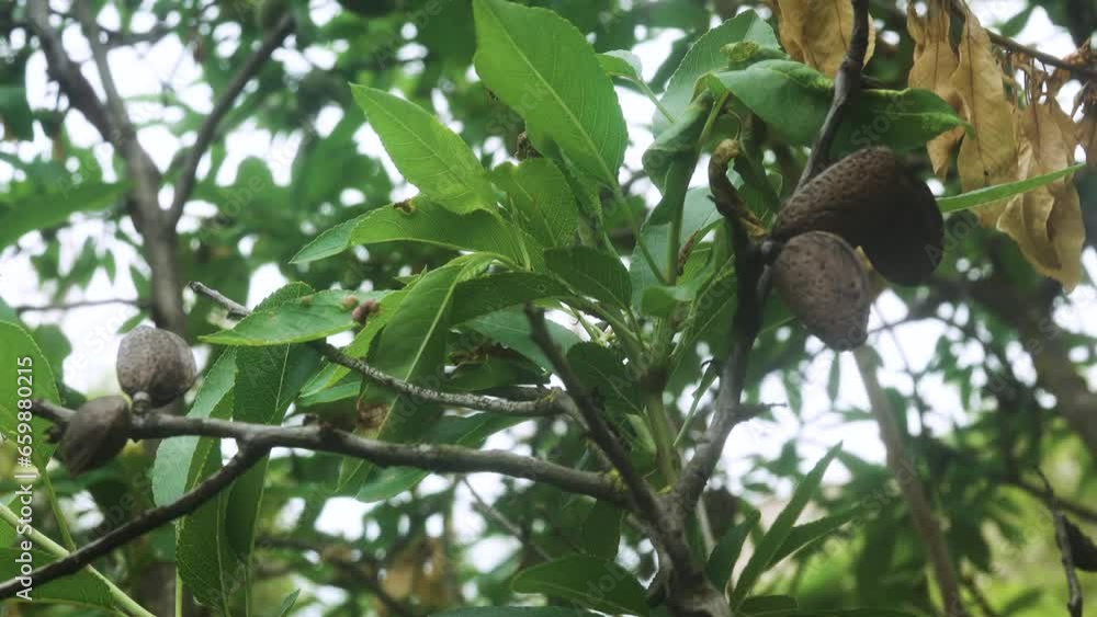 Vidéo Stock Neglected garden. Old almond tree (Amygdalus communis). The ...