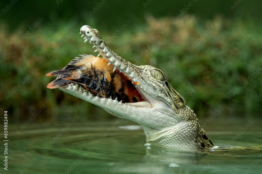 The Saltwater Crocodile (Crocodylus porosus) is catching a fish as its ...