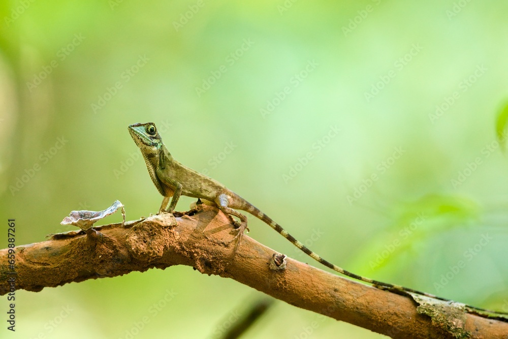 OTOCRYPTIS WIEGMANNI Brown-patched kangaroo lizard, Sri lankan kangaroo ... OTOCRYPTIS WIEGMANNI Brown-patched kangaroo lizard, Sri lankan kangaroo ...