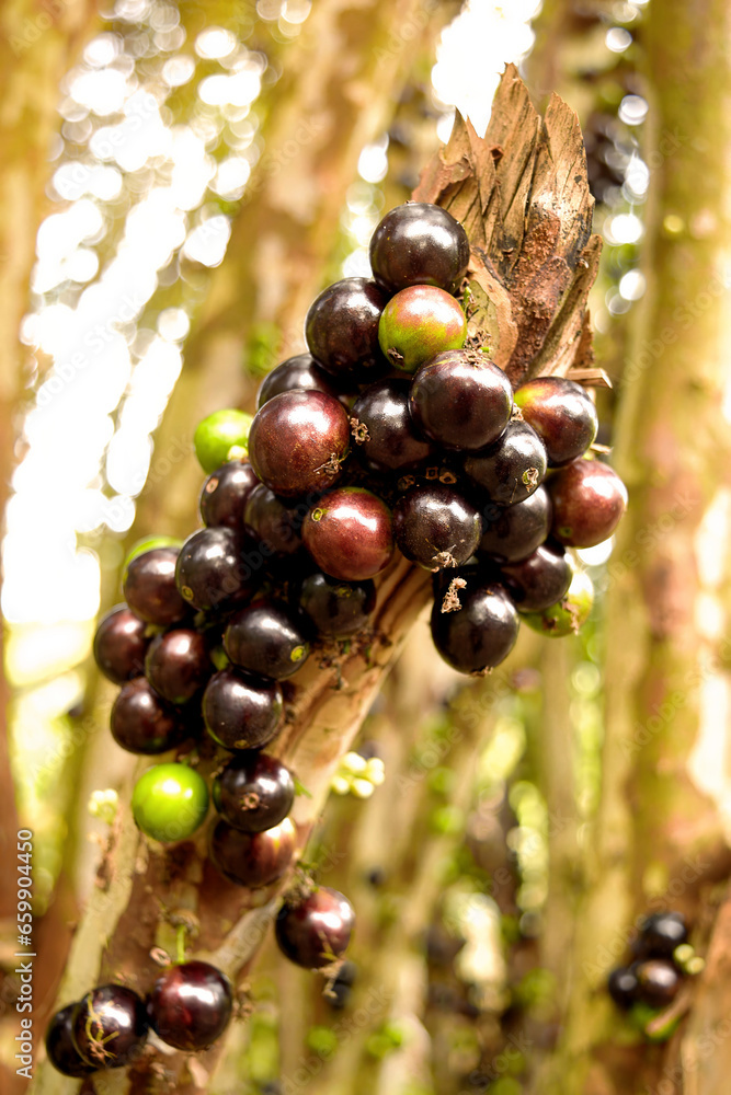 Jabuticaba in the tree ready to be harvested. Jaboticaba is the native ...