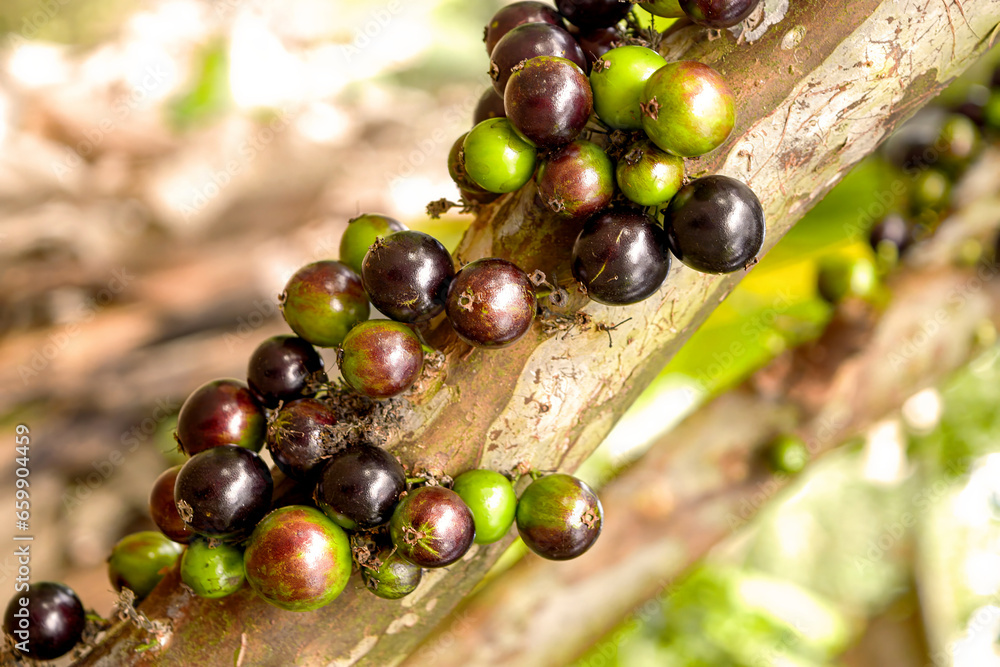 Jabuticaba in the tree ready to be harvested. Jaboticaba is the native ...