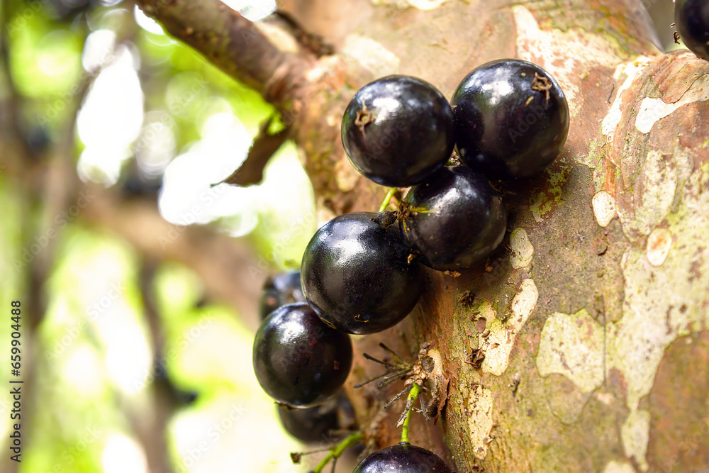 Jabuticaba in the tree ready to be harvested. Jaboticaba is the native ...