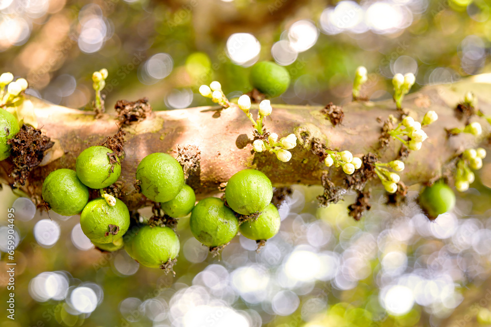 Jabuticaba in the tree ready to be harvested. Jaboticaba is the native ...