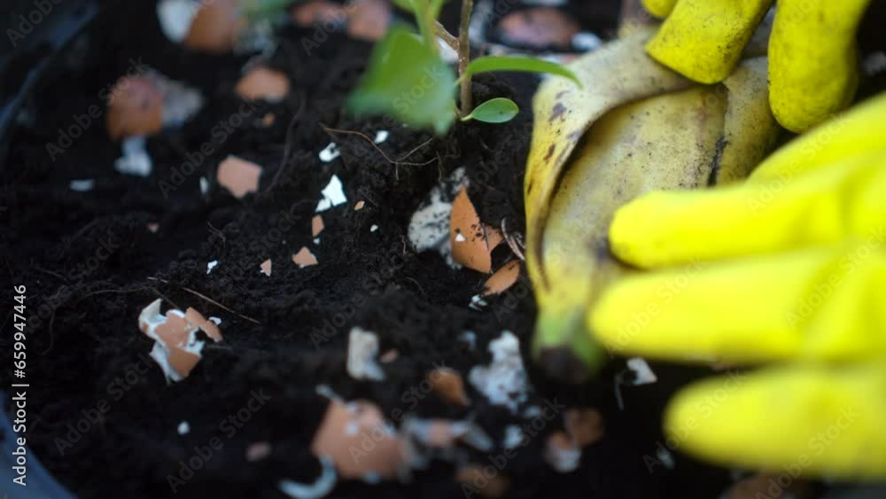 Composting and composted soil from kitchen ,food waste, fruit vegetable ...