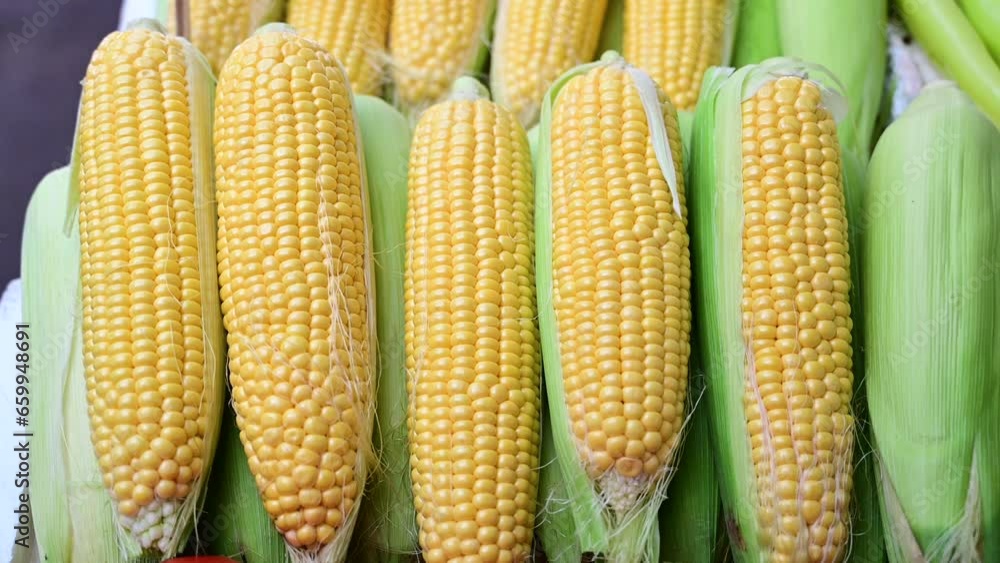 Fresh and ripe corn for sale at the market. Corn on the cob. Stock ビデオ ...