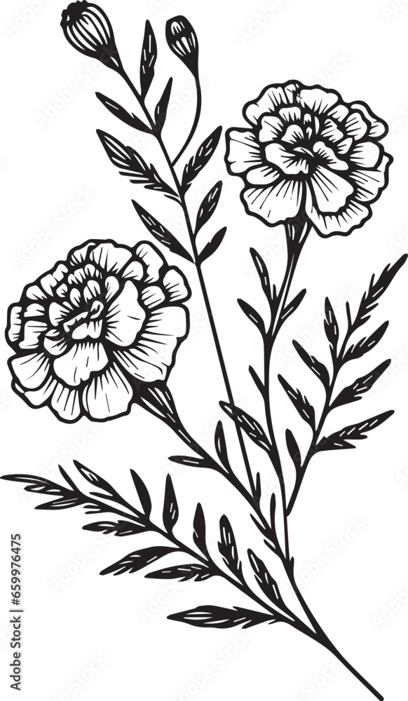 Marigold drawing, october birth flower tattoo ideas, marigold wall ...