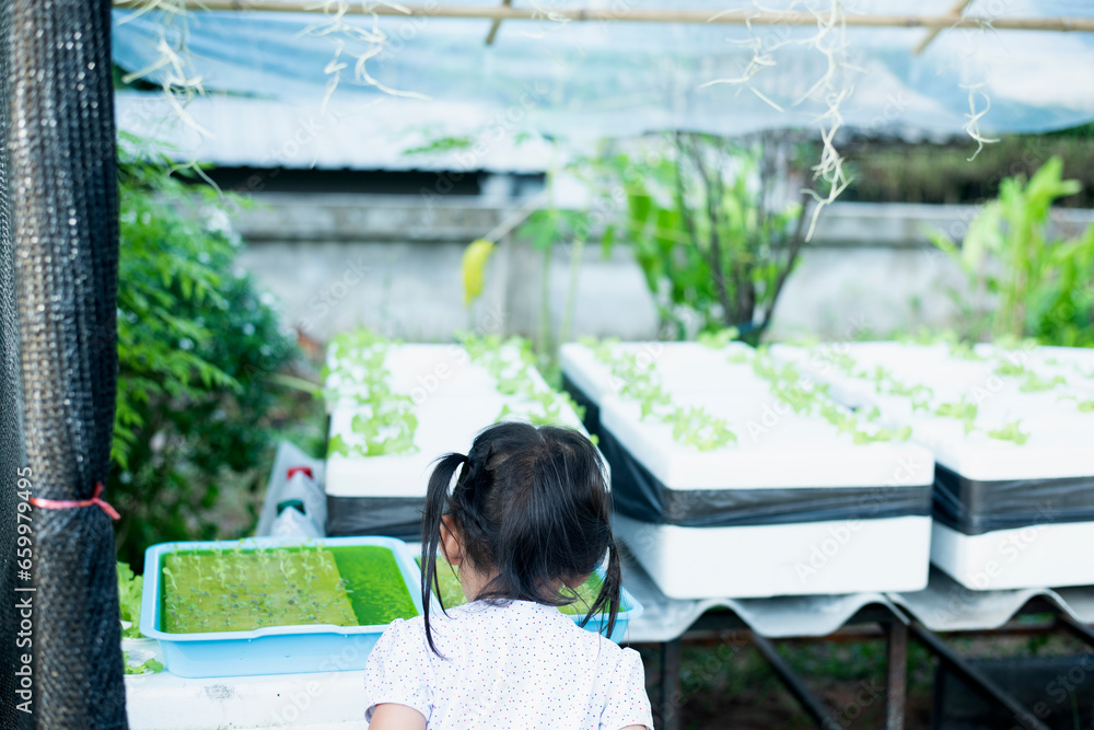 Hydroponic vegetables in foam boxes, organic vegetables, ideas for ...