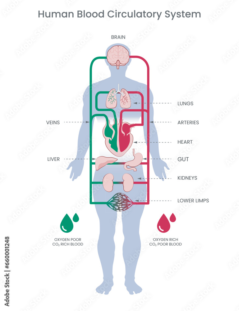 Blood circulation system. Stylized heart anatomy, diagram. Human ...