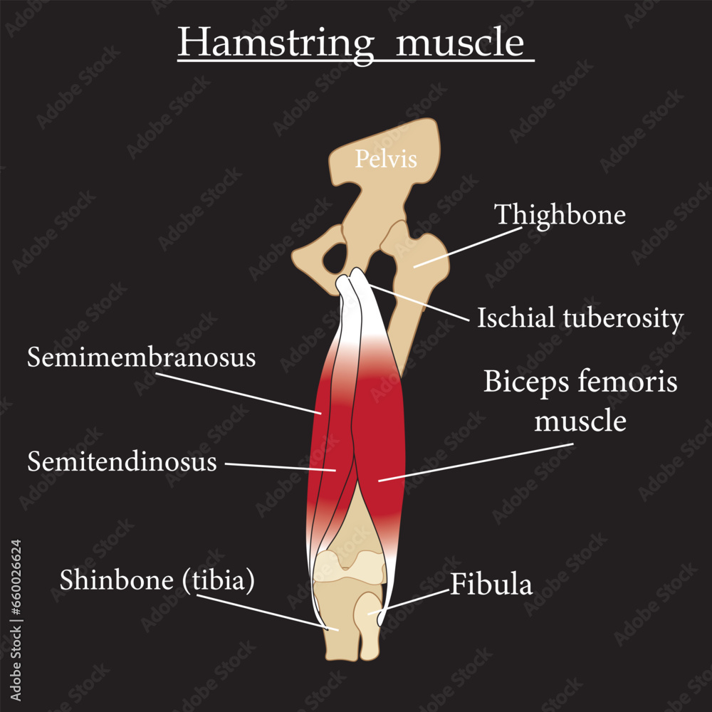 Hamstring muscle anatomy drawing isolated on a white background. Vector ...