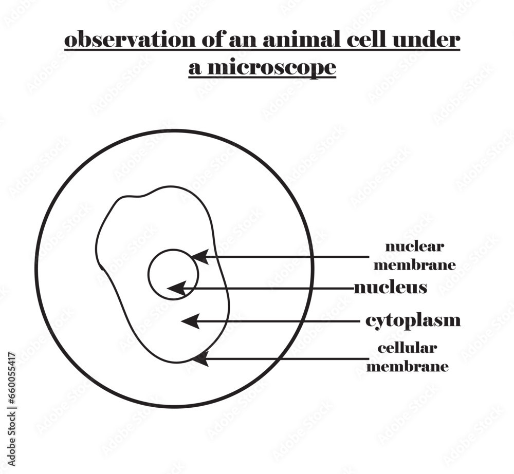Observation of an animal cell under a microscope. Vector illustration ...