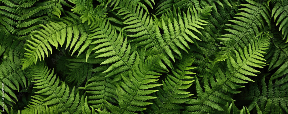 Complex pattern of overlapping leaflets on the texture of a fern frond ...