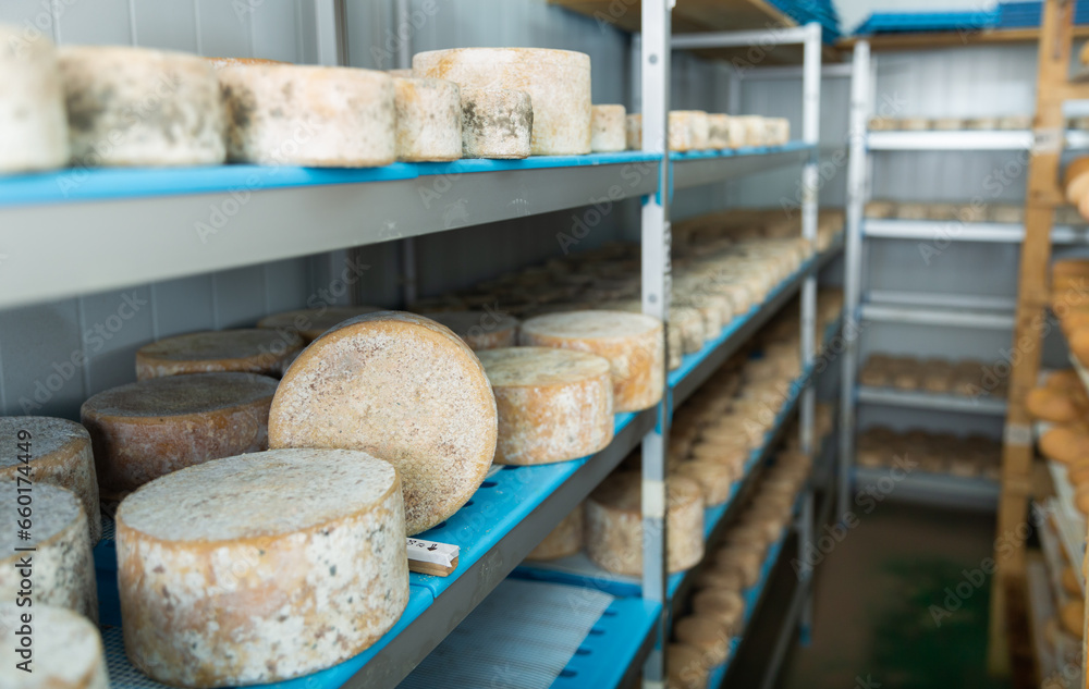 Cheese factory production shelves with aging cheese. Numbers on white ...
