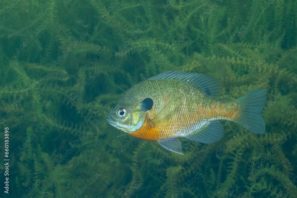 Bluegill in lake with aquatic plants Stock Photo | Adobe Stock