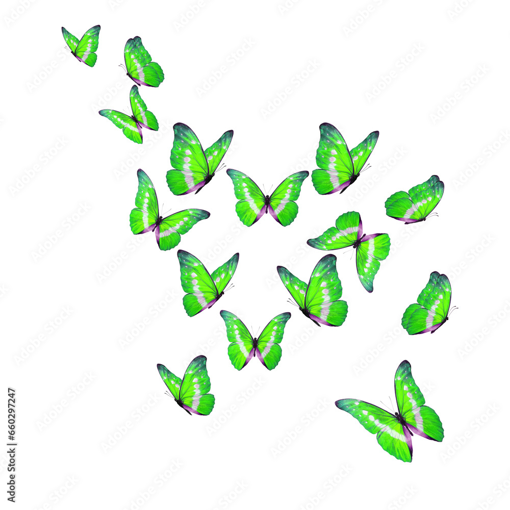Beautiful green morpho butterfly isolated on white background. PNG File ...