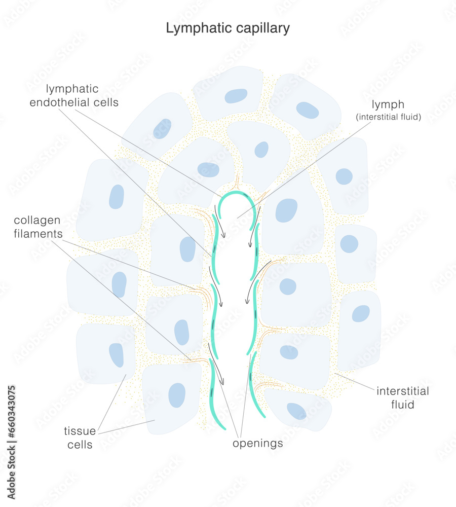 The lymph system. Structure of the terminal end of lymphatic capillary ...