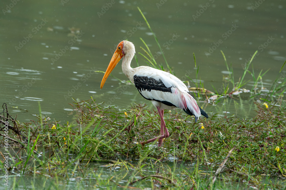 The painted stork is a large bird species from the stork family. Found ...
