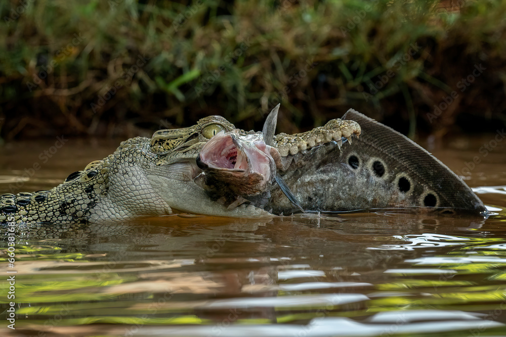 The Saltwater Crocodile (Crocodylus porosus) is catching a fish as its ...