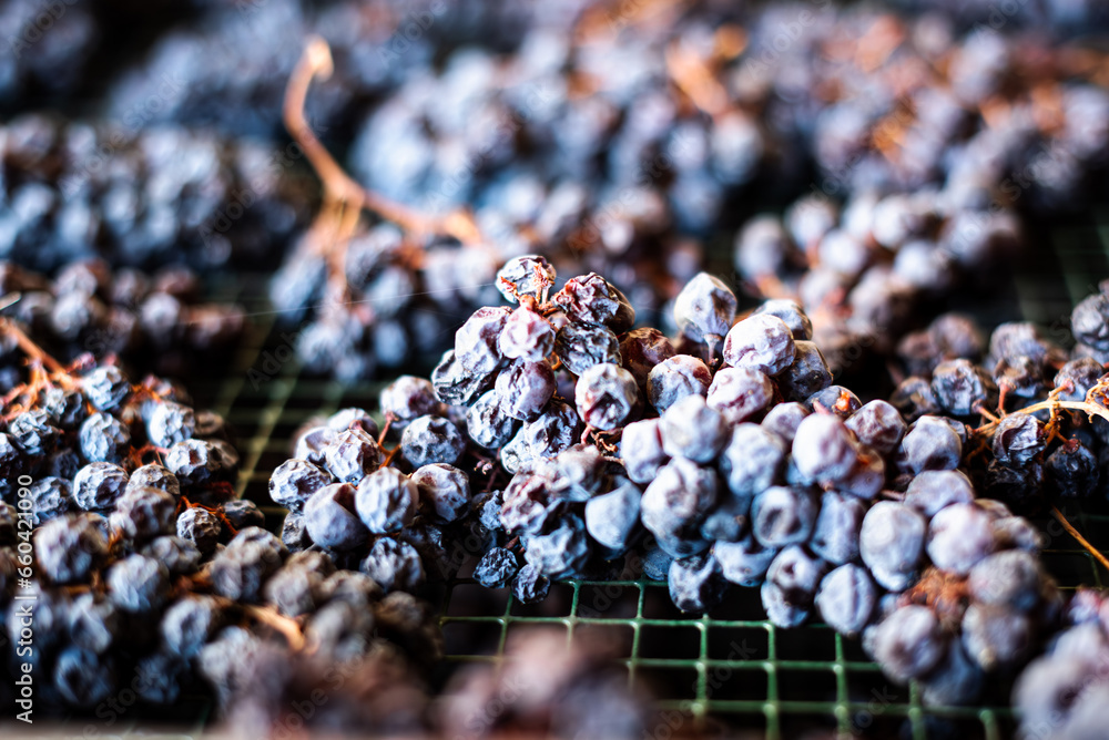 Grapes of the traditional Brachetto d'Acqui , laying on their trellises ...