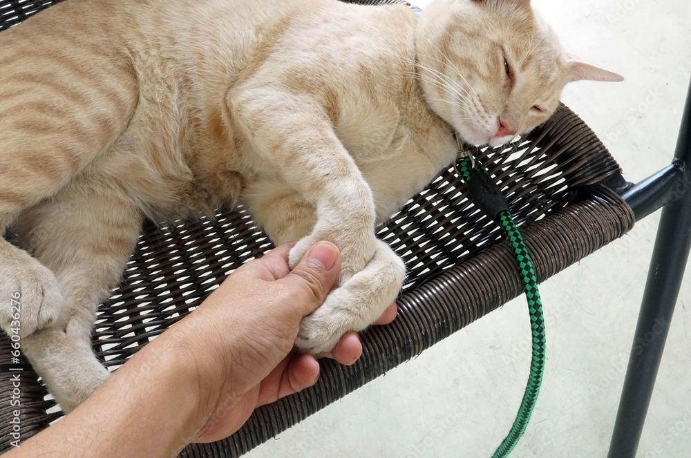 Cute cat sleeping on the chair with a man hand was holding the cat's ...