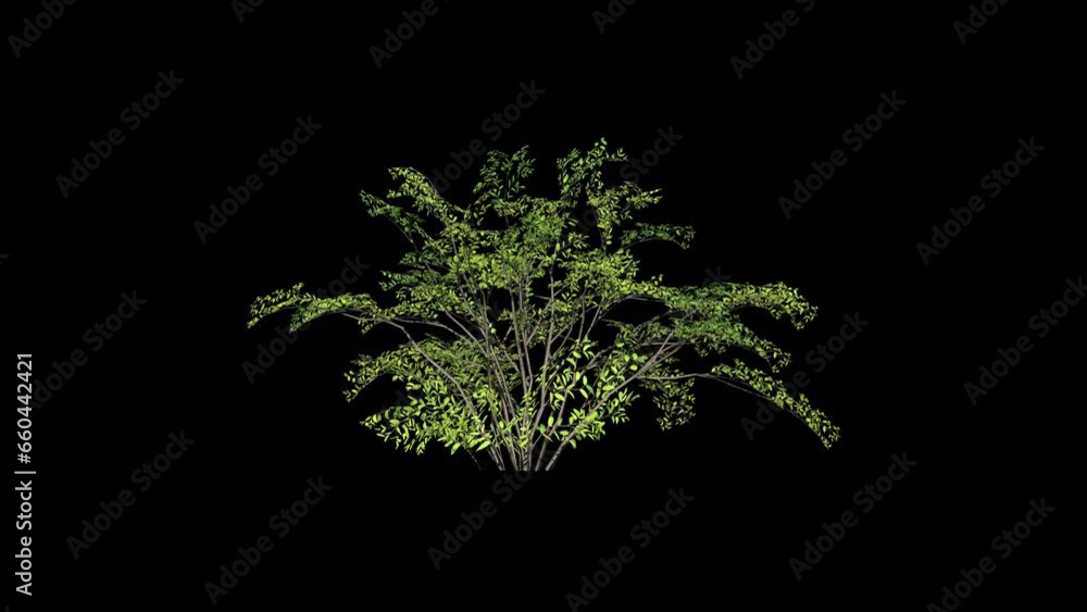 Beautiful growing deciduous bush animation with wind in side view. 3D ...