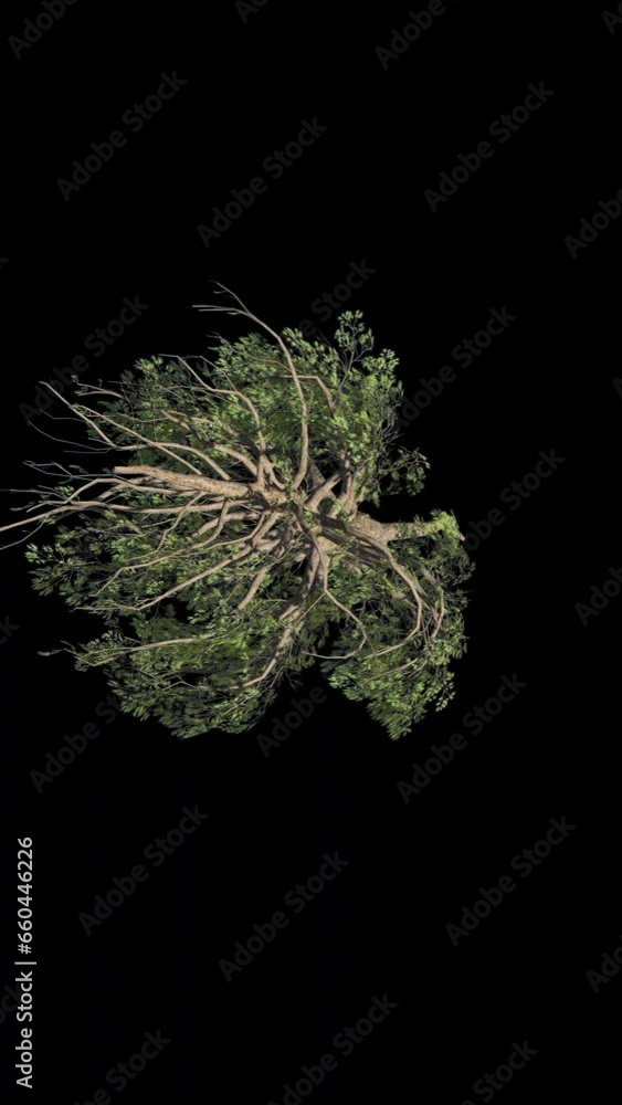 Beautiful evergreen confier tree animation in windy condition in top ...