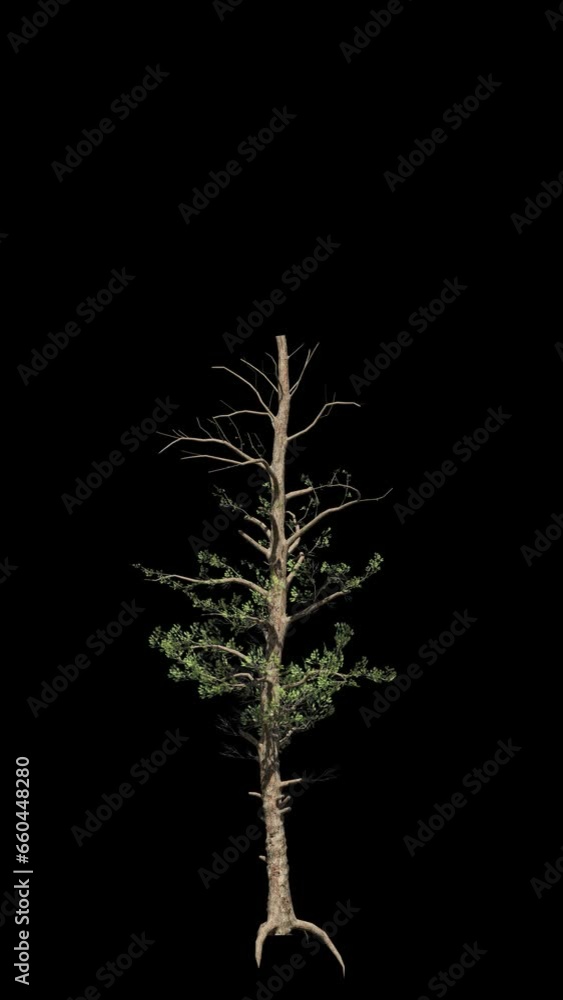 Beautiful evergreen confier tree animation in windy condition. 3D ...
