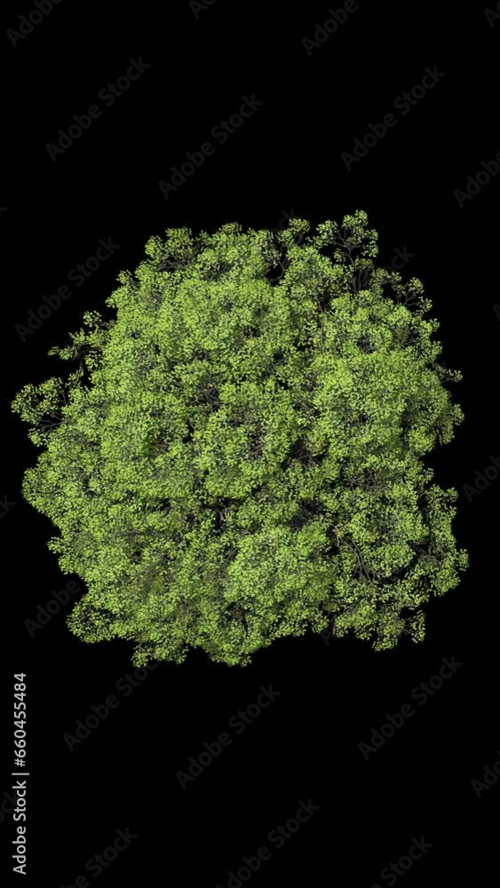 Vidéo Stock Beautiful Oak tree animation in windy condition. 3D ...