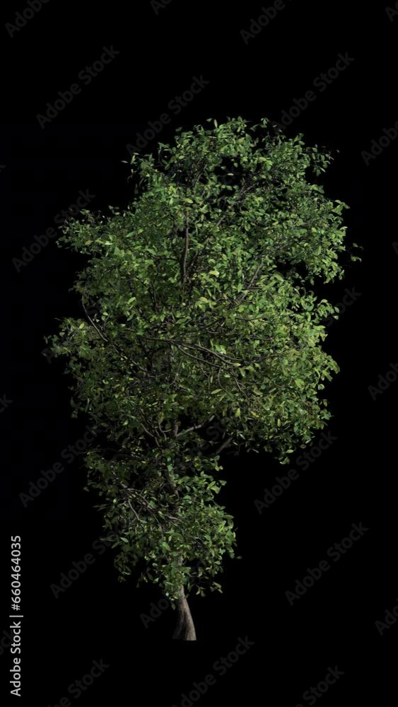 Wideo Stock: Beautiful growing deciduous tree animation with wind. 3D ...
