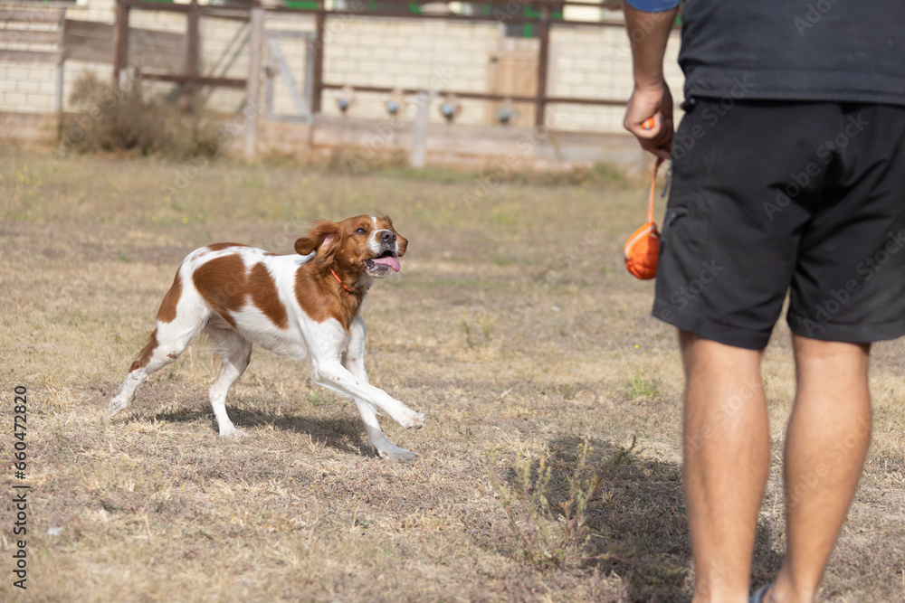 Brittany Epanel Breton portrait of dog in orange and white french ...