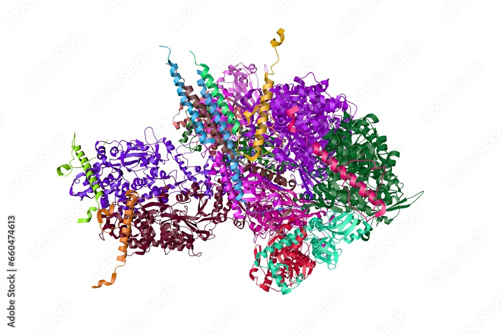 Epstein-Barr virus, C5 portal vertex. Ribbons diagram with differently ...