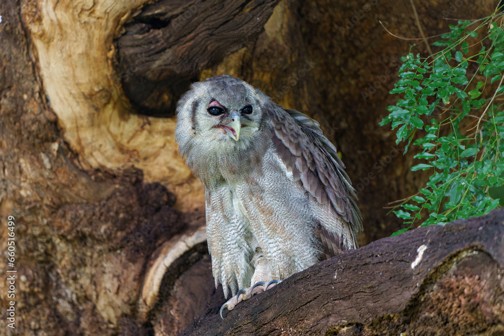 Verreaux's Eagle-owl (Bubo lacteus or Ketupa lactea) is also known as ...