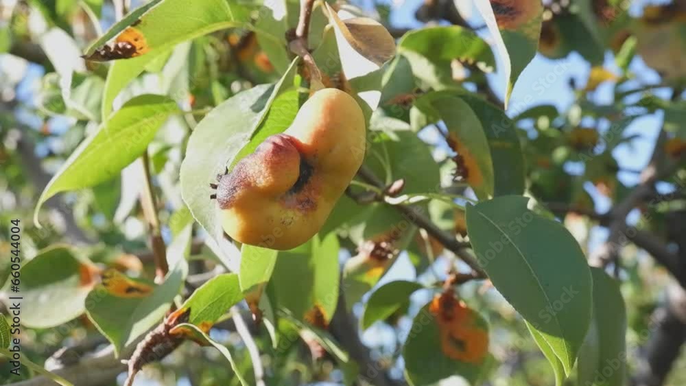 Disease of pear trees, rust spots on the leaves. The fruit tree is ...