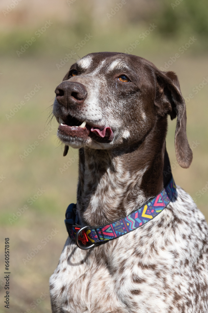 Beautiful portrait of a purebred hunting dog German Shorthaired Pointer ...