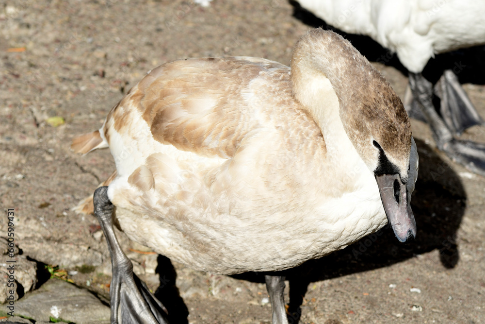 Animals - traditionally (since Aristotle) distinguished category of ...