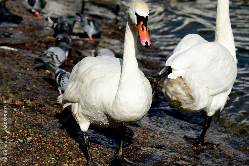 Animals - traditionally (since Aristotle) distinguished category of ...