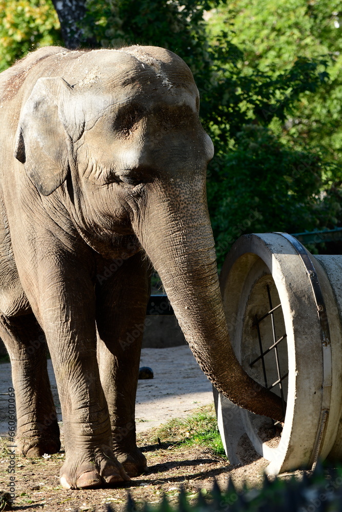 Animals - traditionally (since Aristotle) distinguished category of ...