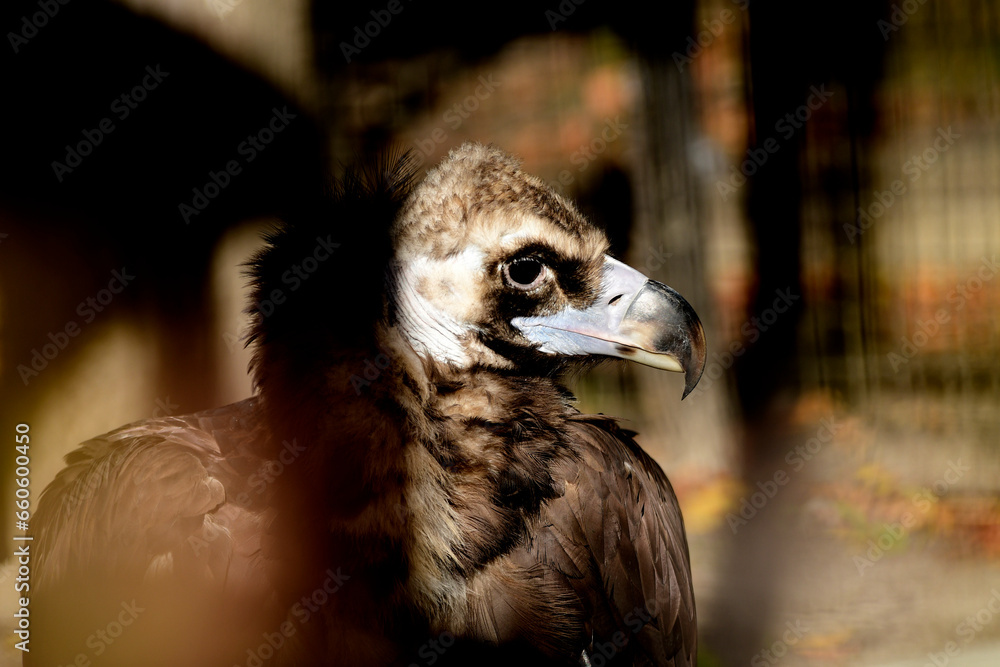 Animals - traditionally (since Aristotle) distinguished category of ...