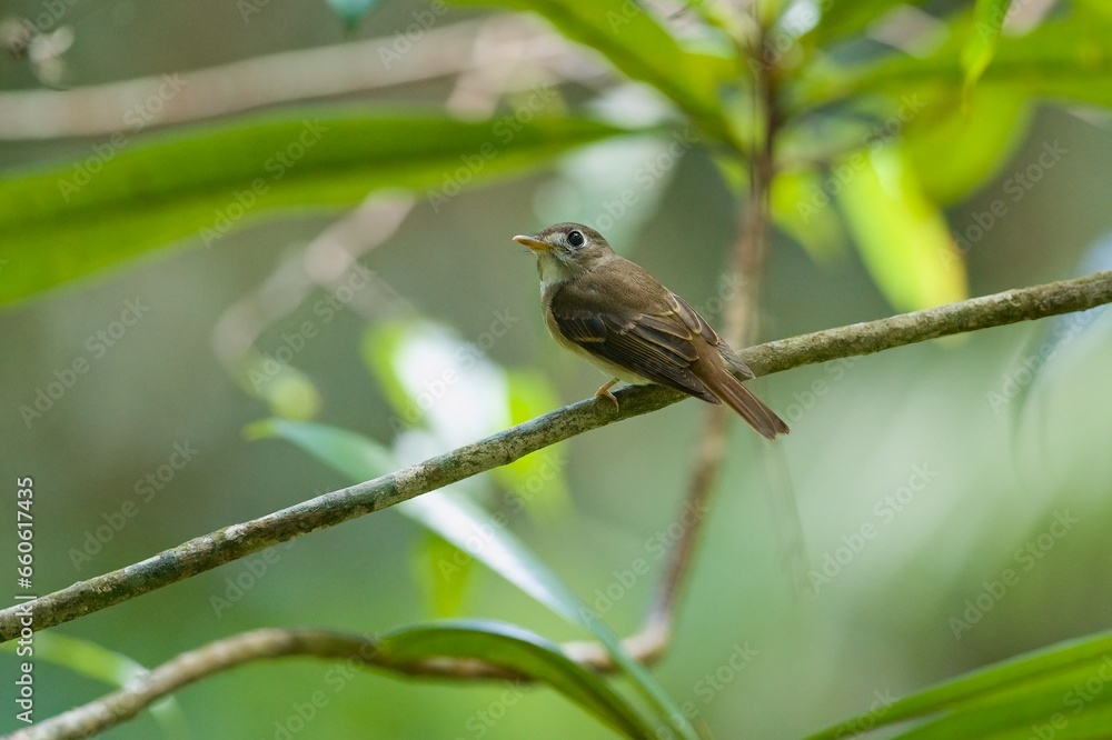 The brown-breasted flycatcher or Layard's flycatcher (Muscicapa muttui ...