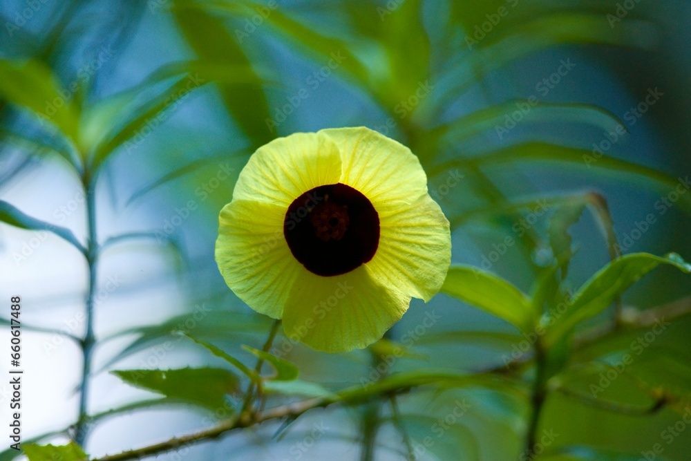 Hibiscus tiliaceus or beach hibiscus, coast cottonwood, native rosella ...