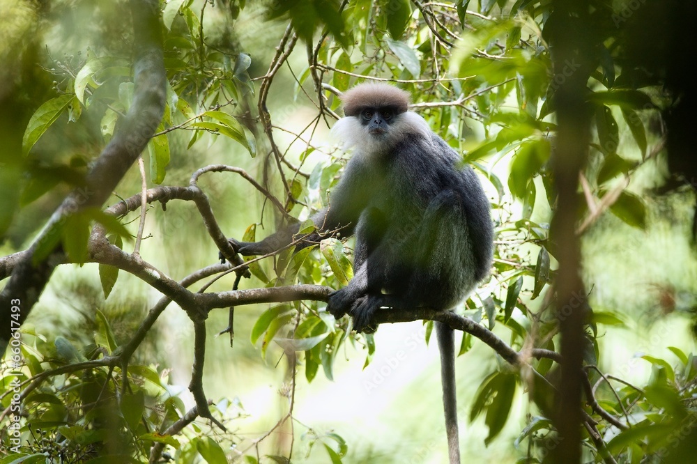 The purple-faced langur (Semnopithecus vetulus) is eating food, a ...
