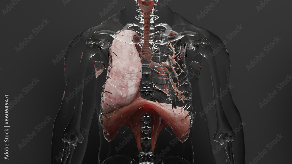 Human Respiratory System Lungs Anatomy Animation Concept. visible lung ...