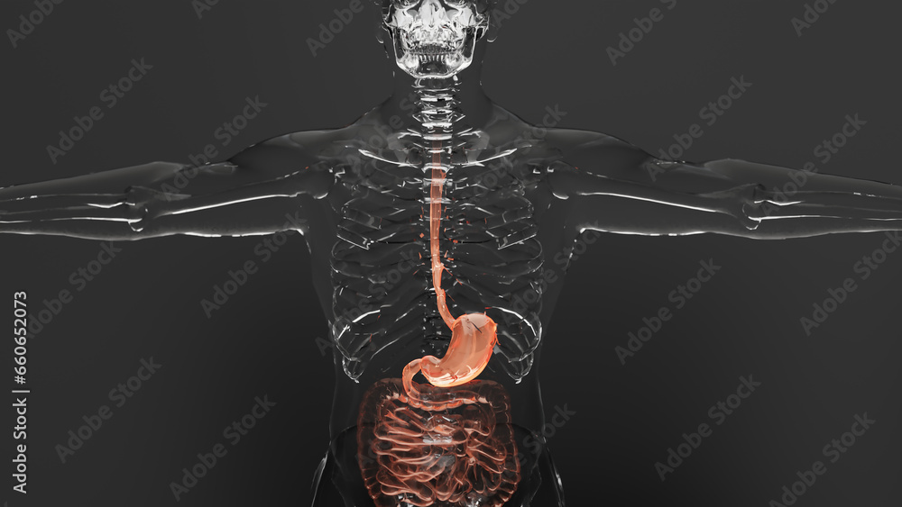 Human stomach and esophagus anatomy structure, body with digestive ...